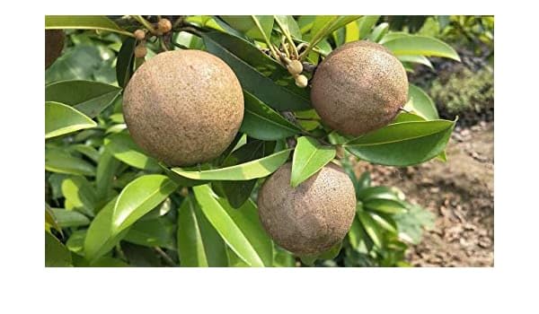 GreenEarth Original Thai All Time Sapota Plant (GRAFTED) Chikoo,Chiku ...