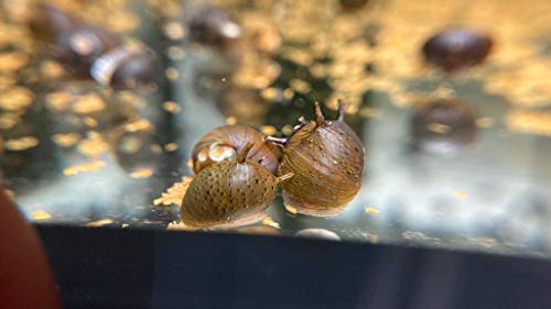 Neonfische: Haltung & Zucht des Neonsalmler im Aquarium