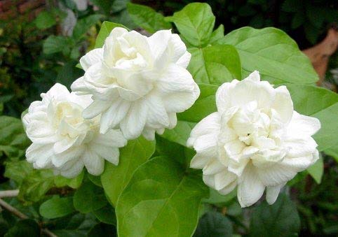 Growleaf Nursary Sweet Fragrant White Jesmine/Juhi Flower Live Plant ...