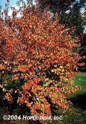 Amazon.com : Native American Plum Tree : Tree Plants : Patio, Lawn & Garden