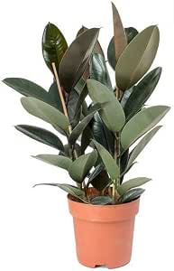 The Garden Concept Ficus Elastica Robusta 3pp 'P21: Buy Online at Best ...