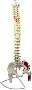 Anatomical Spine Model Bendable Spine with Muscle Cervical Vertebrae ...