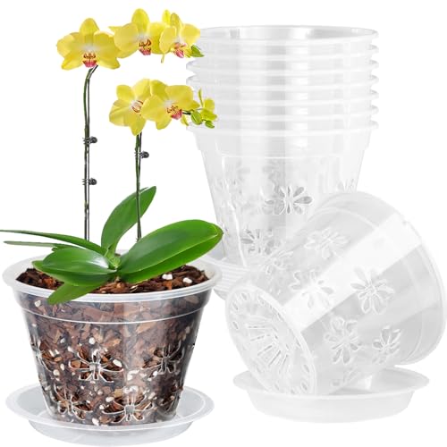 Best Orchid Pots for Phalaenopsis: Top Clear Pots for Healthy Growth ...