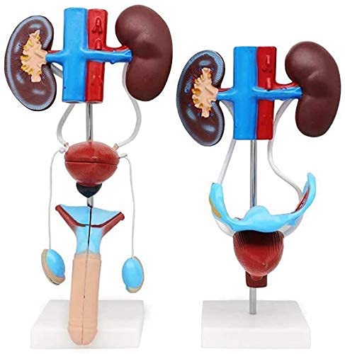 Buy YYAI-HHJU Male/Female Genital System Model - Human Body Model ...