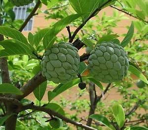 Mphmi Nursery Delhi Plant NCR sitaphal, Annona squamosa (Grafted ...