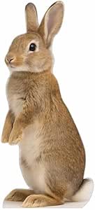 Amazon.com: Rabbit 2FT Life Size Cardboard Cutout – Farm Animal Fun ...