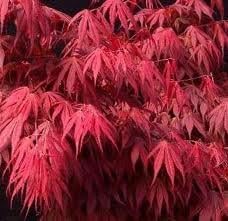 Amazon.com : Oregon Sunset Japanese Maple 1 - Year Graft : Maple Trees ...