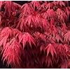 Amazon.com : Oregon Sunset Japanese Maple 1 - Year Graft : Maple Trees ...