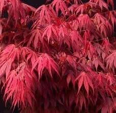 Amazon.com : Oregon Sunset Japanese Maple 1 - Year Graft : Maple Trees ...