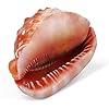 Amazon.com: PPCLION 6" Large Natural Conch Shells Orange Seashells ...