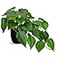 Amazon.com: DILATATA Fake Plants Indoor 8 Inch Artificial Pothos Plant ...
