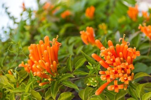 Gurveplantationi Rare Live Climbing Rose Creeping Wild Rambling ...