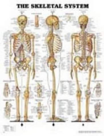 The Skeletal System: 9781587790614: Amazon.com: Books