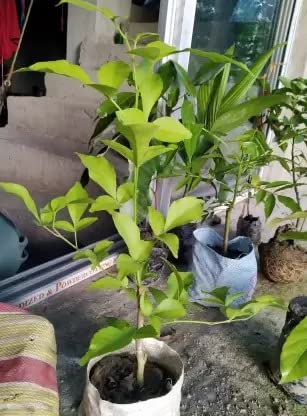 Cloud Farm Bel Tree, Bilva Patra, Bel Patra (Grown through seeds ...