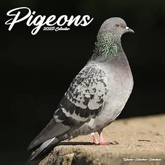 Pigeons 2025 Square Wall Calendar | Bird, Wildlife Calendar : Avonside ...