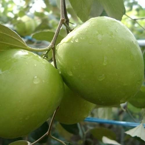 Entacloo_Ber Apple PlantThai Green Apple ber Plant [v53]Thai Green ...