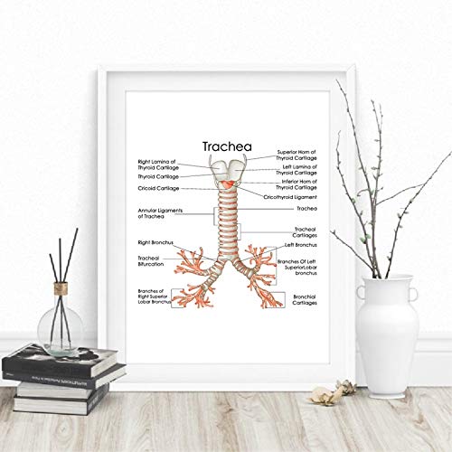 Trachea Diagram