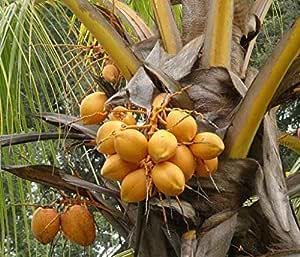 Coconut, Nariyal Golden (Dwarf Hybrid) Plant : Amazon.in: Garden & Outdoors