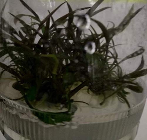 Cryptocoryne axelrodi : Amazon.in: Garden & Outdoors