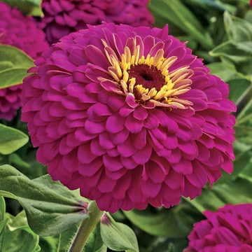 Amazon.com : Park Seed Zinnia Flower Planting Seeds, Easy to Grow ...