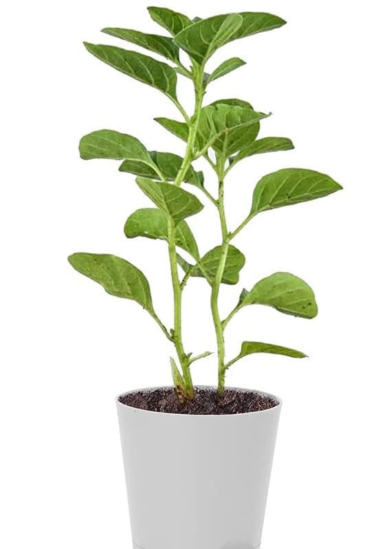 Greenursery Live Medicinal Herbal Plant Indoor Ashwagandha Live Outdoor ...