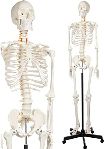Buy Anatomy Model, Educational Model 170 cm LifeSize Skeletal System ...