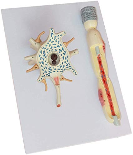 Buy Amplification Body Neuron Cell-Neuron Model and The Structure of ...