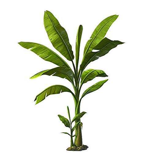 Nursery Plant Live Kela/Banana Plant for Puja (Banana Plant) With POT ...