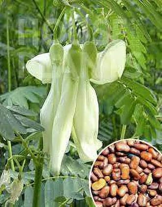 MITU Live Plant Bok Phool Or Heron Flower Plant Agathi Cheera, Humming ...