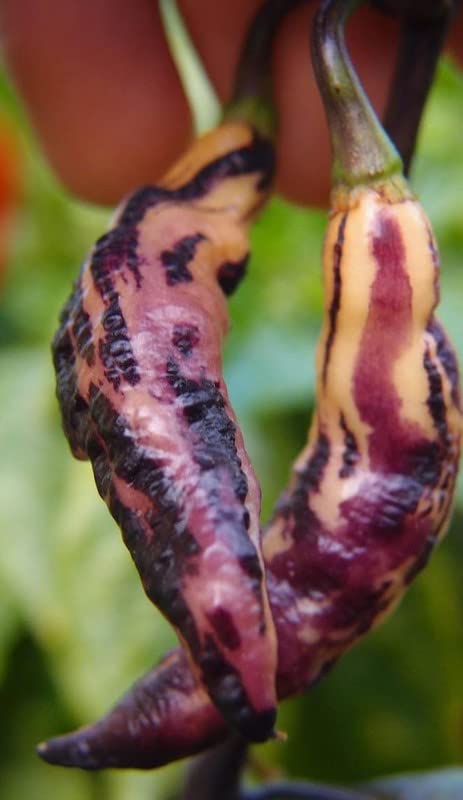 Ritz Farming® Imported Chilli seeds | mixed color chilli seeds | mirchi ...