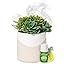 Amazon.com: Lifelines Plant Diffuser with Modern Planter, Grass - Rechargeable Aromatherapy ...