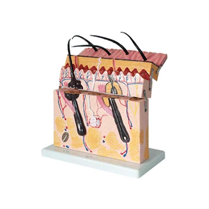 Buy Human skin tissue structure enlarged model skin hierarchy model ...