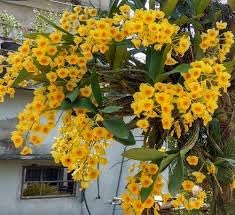 RADHA RANI PLANT HOUSE - Exotic Dendrobium Yellow Orchid live plant ...