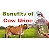 HANUMAT ; PURE For BETTER Pure And Fresh Desi Cow Gomutra Urine 900Ml ...