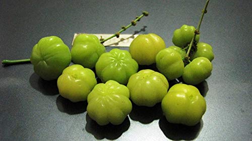 Creative Farmer Live Fruit Plant Star Gooseberry/Rare Gooseberry/Malay ...