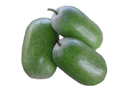 Creative Farmer Vegetable Seeds Kushmand Seeds - Ashgourd Seeds Warm ...