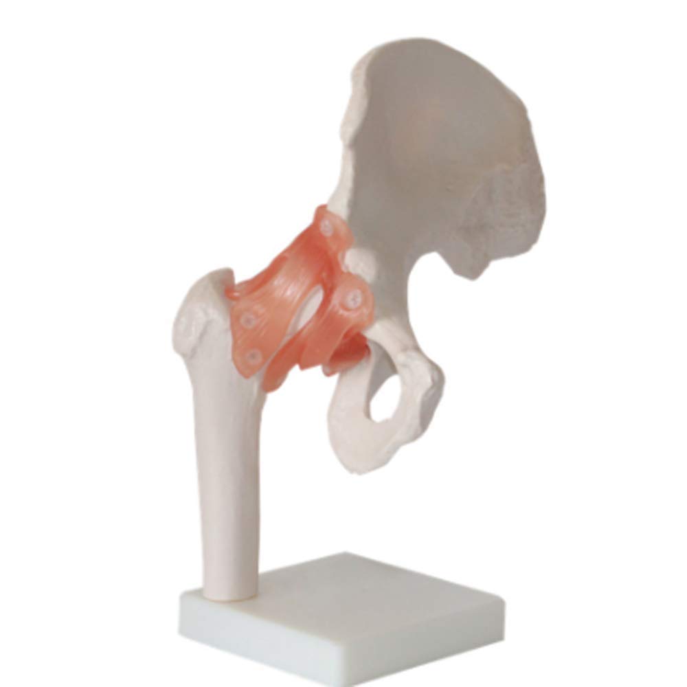 Buy Pelvic Model Medicine Human Hip Joint Skeleton Model Anatomical ...