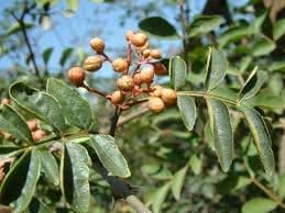 Amazon.com : 100 Seeds Zanthoxylum bungeanum,Chinese traditional spices ...