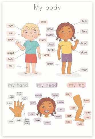 Amazon.com: My Body Kids Visual Chart Poster - Human Body Educational ...