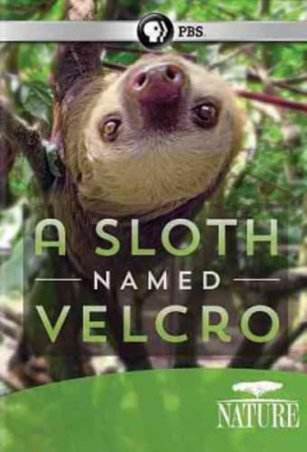 Amazon.com: Nature: A Sloth Named Velcro : ., .: Movies & TV
