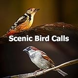 【発売日：2023年05月15日】・製造元:Relaxing Bird Song