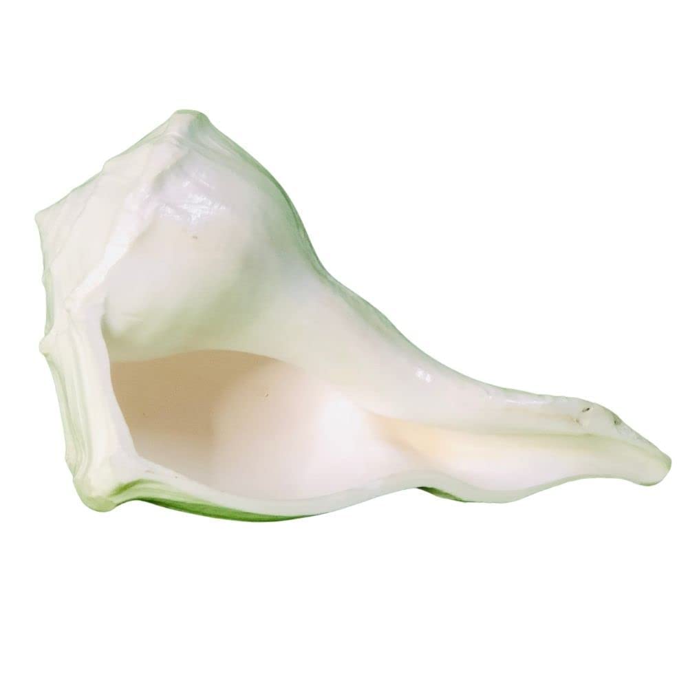 Buy Natural Dakshinavarti Shankh for Pooja at Temple, Office, and Home ...