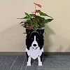 Amazon.com : YUEQISM Border Collie Animal Planter Gift Cartoon Dog ...