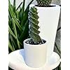 Amazon.com : Spiral Cactus - Cereus forbesii 'Spiralis' - Twisted Rare ...