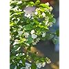 Amazon.com : 50 Pcs Jasmin Seeds for Planting Fragrant Flower Seeds for ...