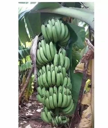 MITU Grand nine G9 Banana Fruit Plant Kela Tree Pack off 1 : Amazon.in ...