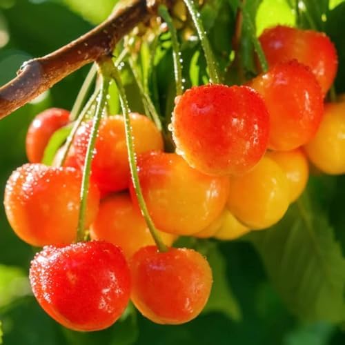 Amazon.com : Rain Cherry Plant Live 3-4 Feet Tall, Sweet Cherry Tree ...