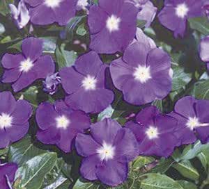 Amazon.com : Vinca Victory Blue 30 seeds : Patio, Lawn & Garden