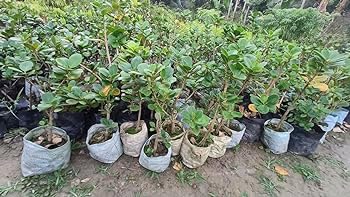 Krishna Nursery China Banyan Tree Plant China Bot Small Leaves CHINA ...