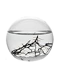 EcoSphere - Closed Aquatic Ecosystem | The Green Head